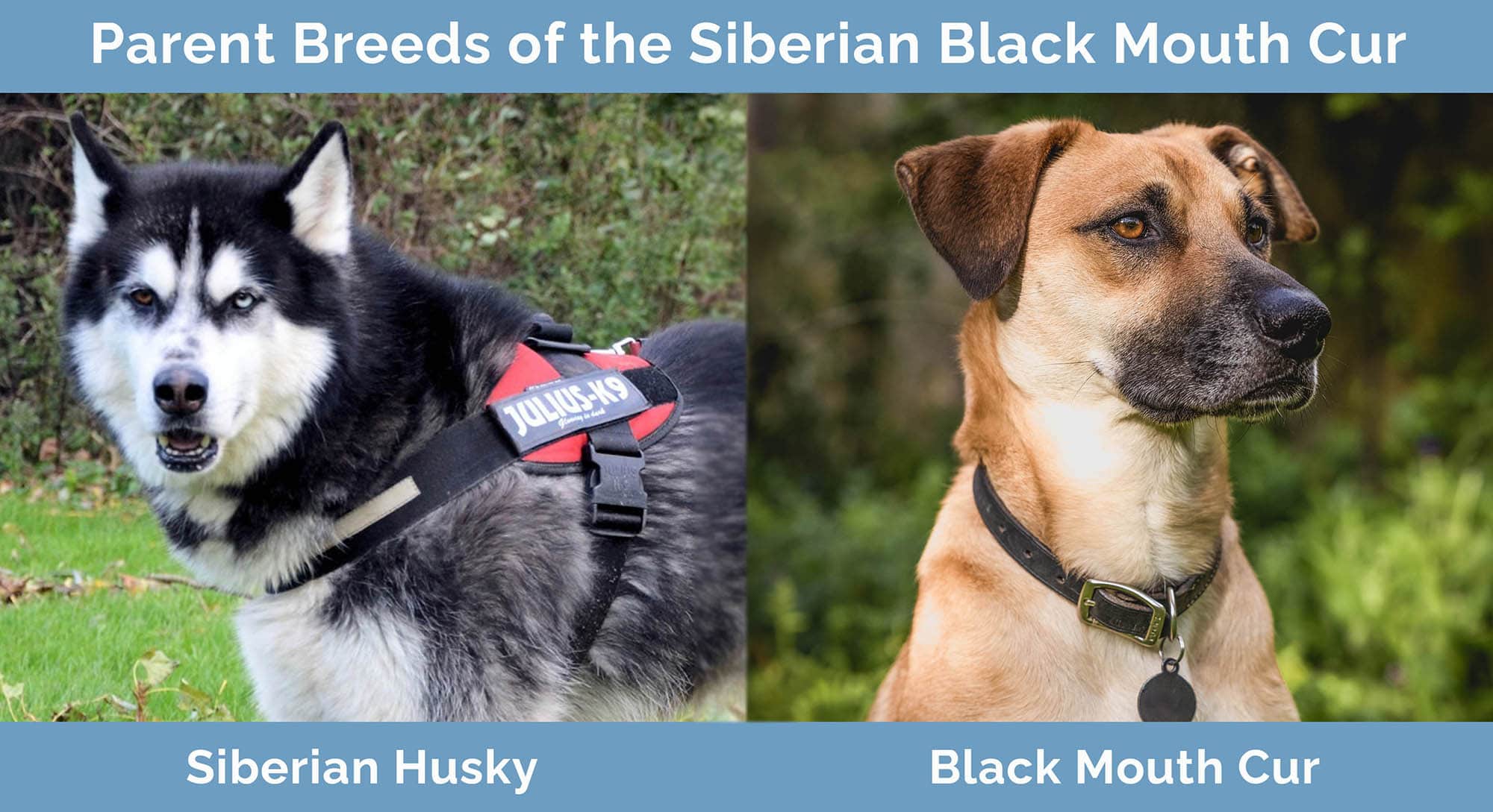 Siberian Black Mouth Cur (Siberian Husky & Black Mouth Cur Mix): Info ...