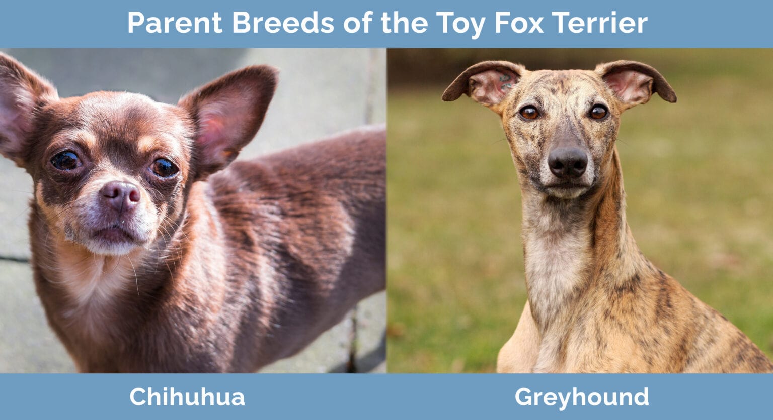 Toy Fox Terrier (Chihuahua & Greyhound Mix) Dog Breed Info, Pictures ...