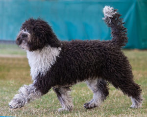 20 Water Dog Breeds That Like to Swim (With Info & Pictures) | Hepper ...