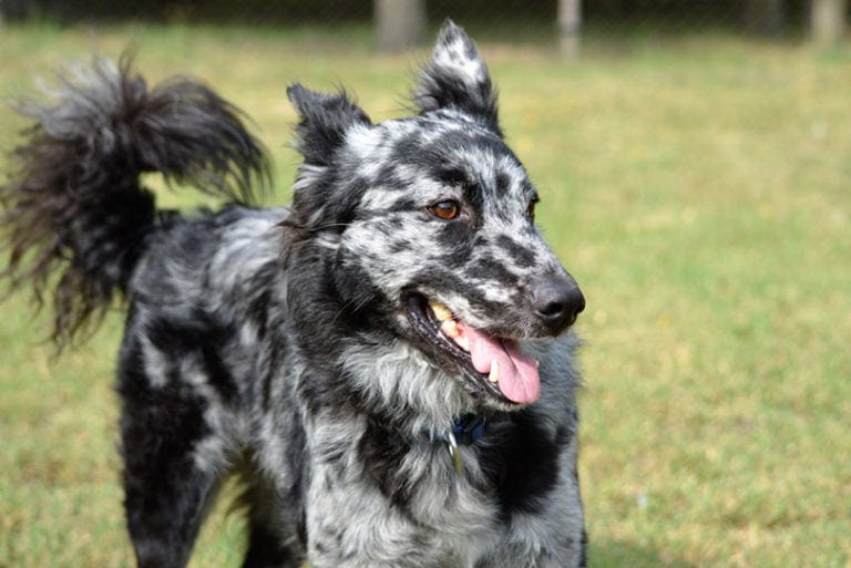 Mudi Dog Breed: Info, Pictures, Characteristics & Facts | Hepper Pet ...