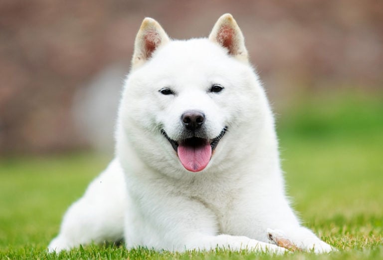 20 White Dog Breeds: Small, Big, Fluffy, & More (With Info & Pictures ...