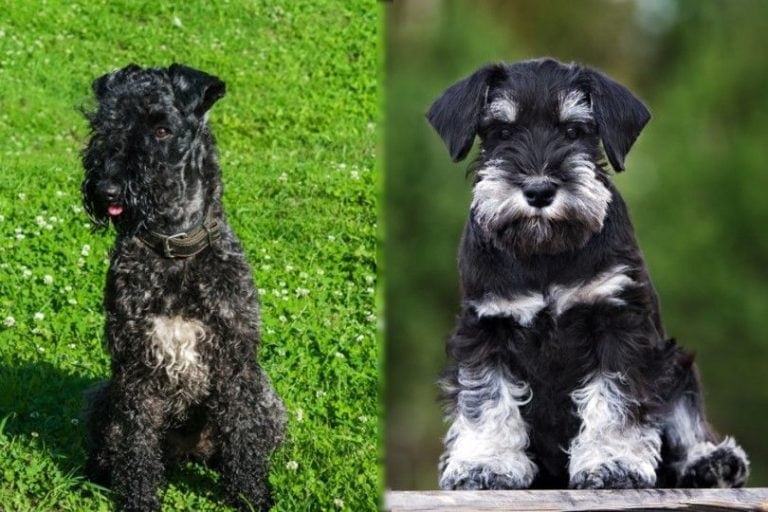 14 Schnauzer Mixed Breeds (With Info & Pictures) | Hepper Pet Resources