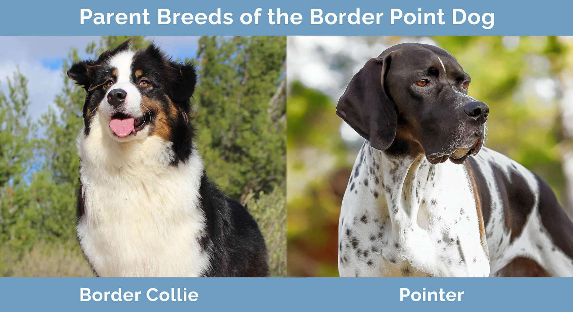 Border Point Dog (Border Collie & Pointer Mix): Info, Pictures, Facts ...