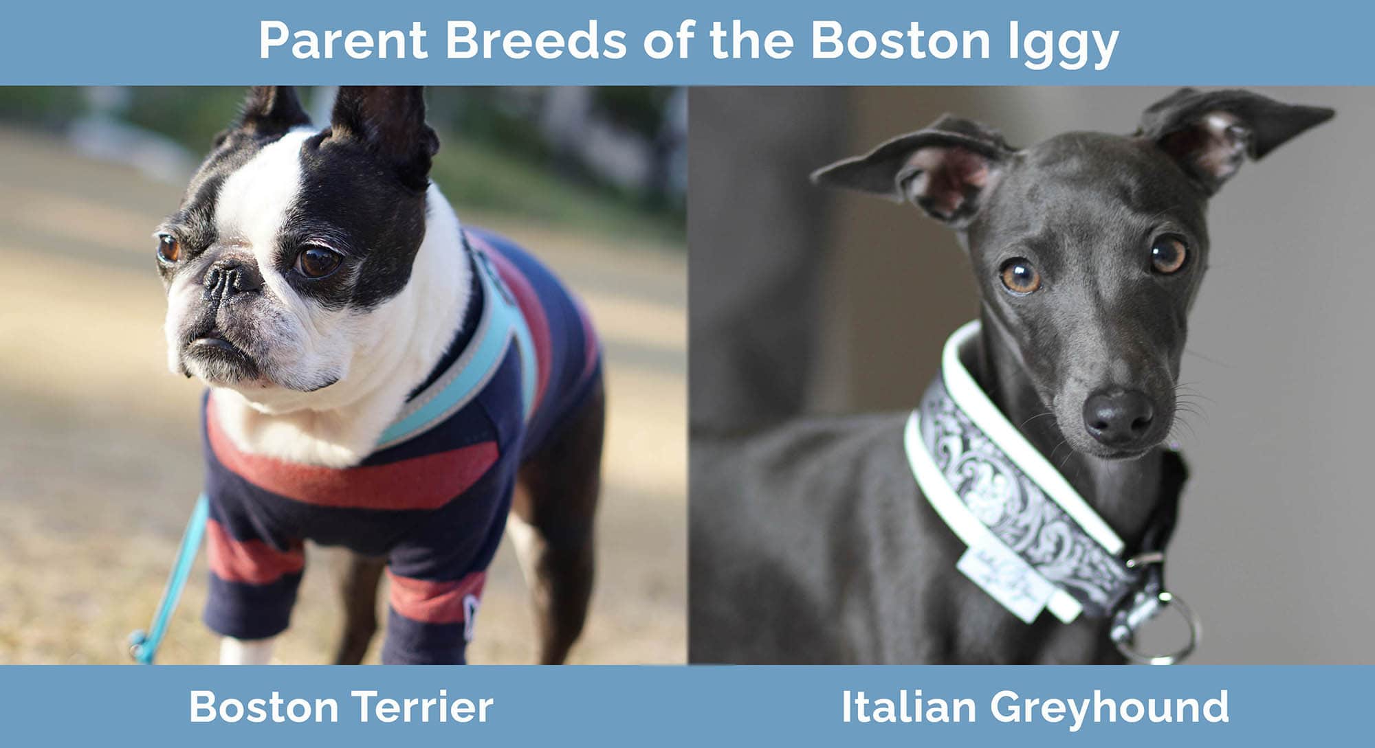 Boston Iggy (Boston Terrier & Italian Greyhound Mix): Info, Pictures ...