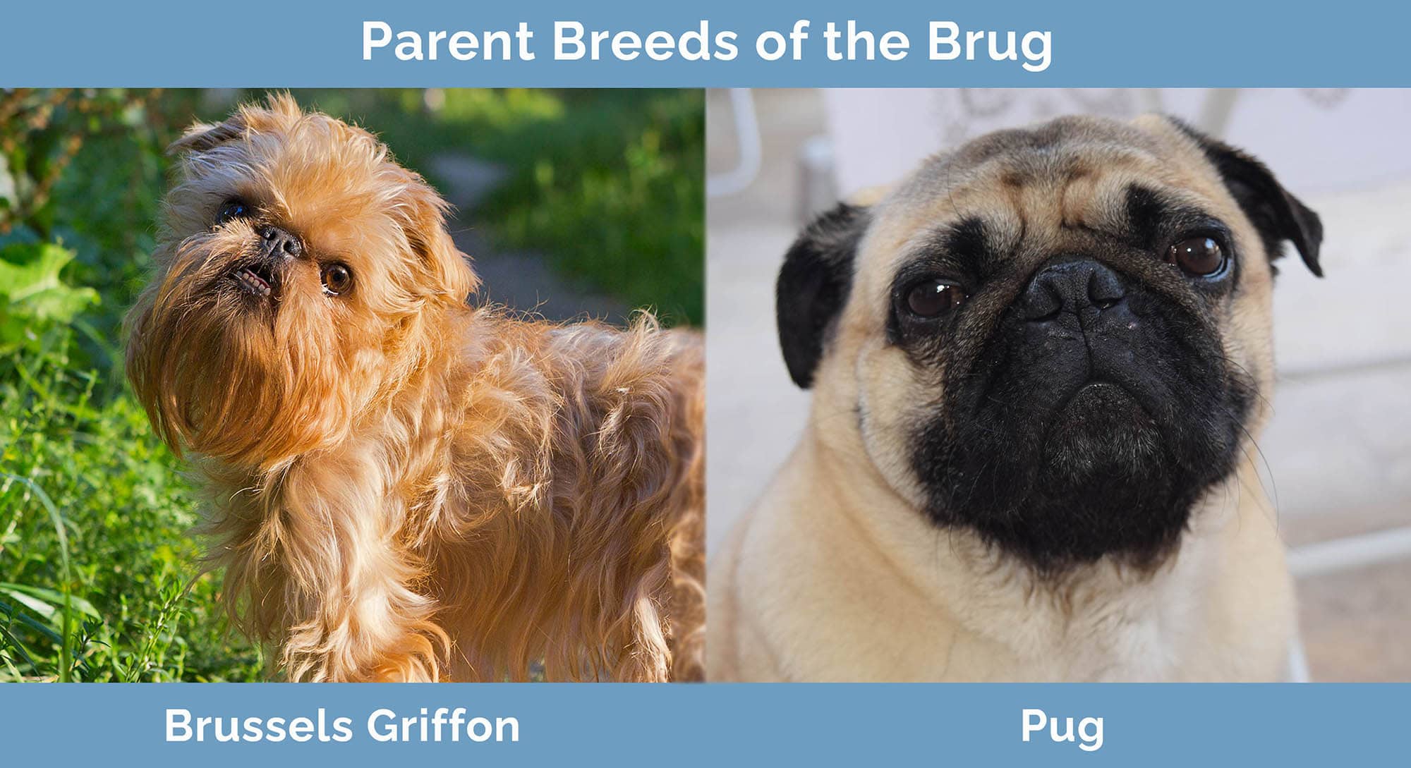 Brug (Brussels Griffon & Pug Mix): Info, Pictures, Facts | Hepper Pet ...