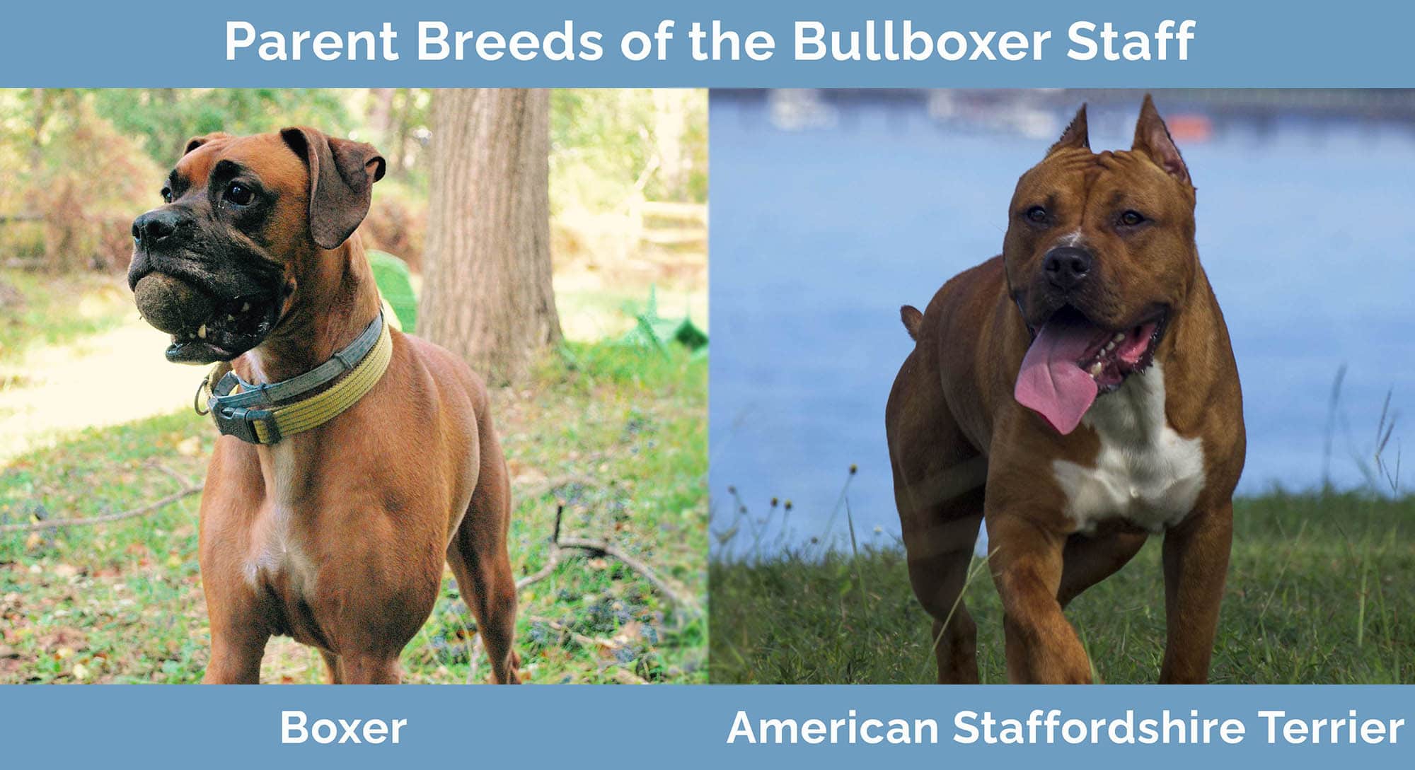 Bullboxer Staff (Boxer & American Staffordshire Terrier Mix): Info ...