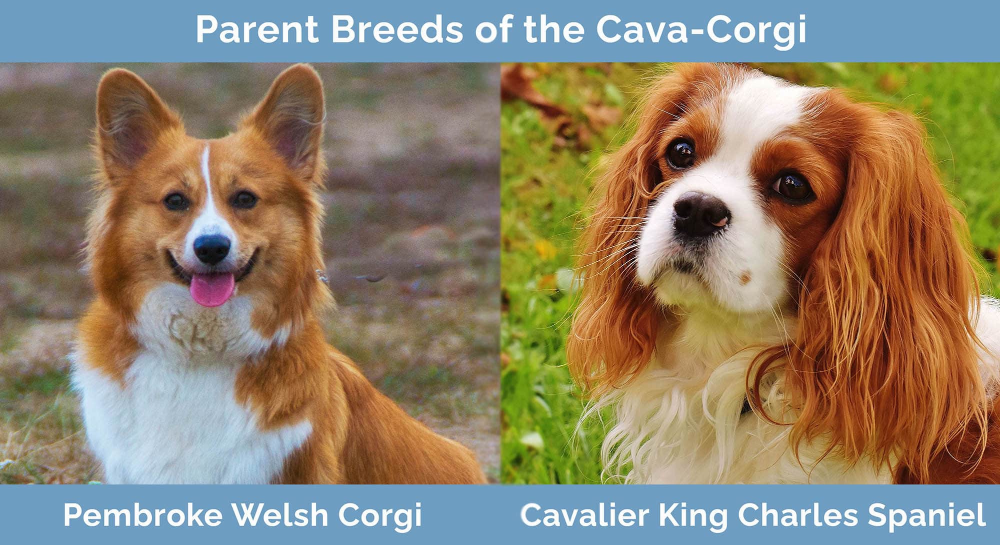 Cava-Corgi (Pembroke Welsh Corgi & Cavalier King Charles Spaniel Mix ...