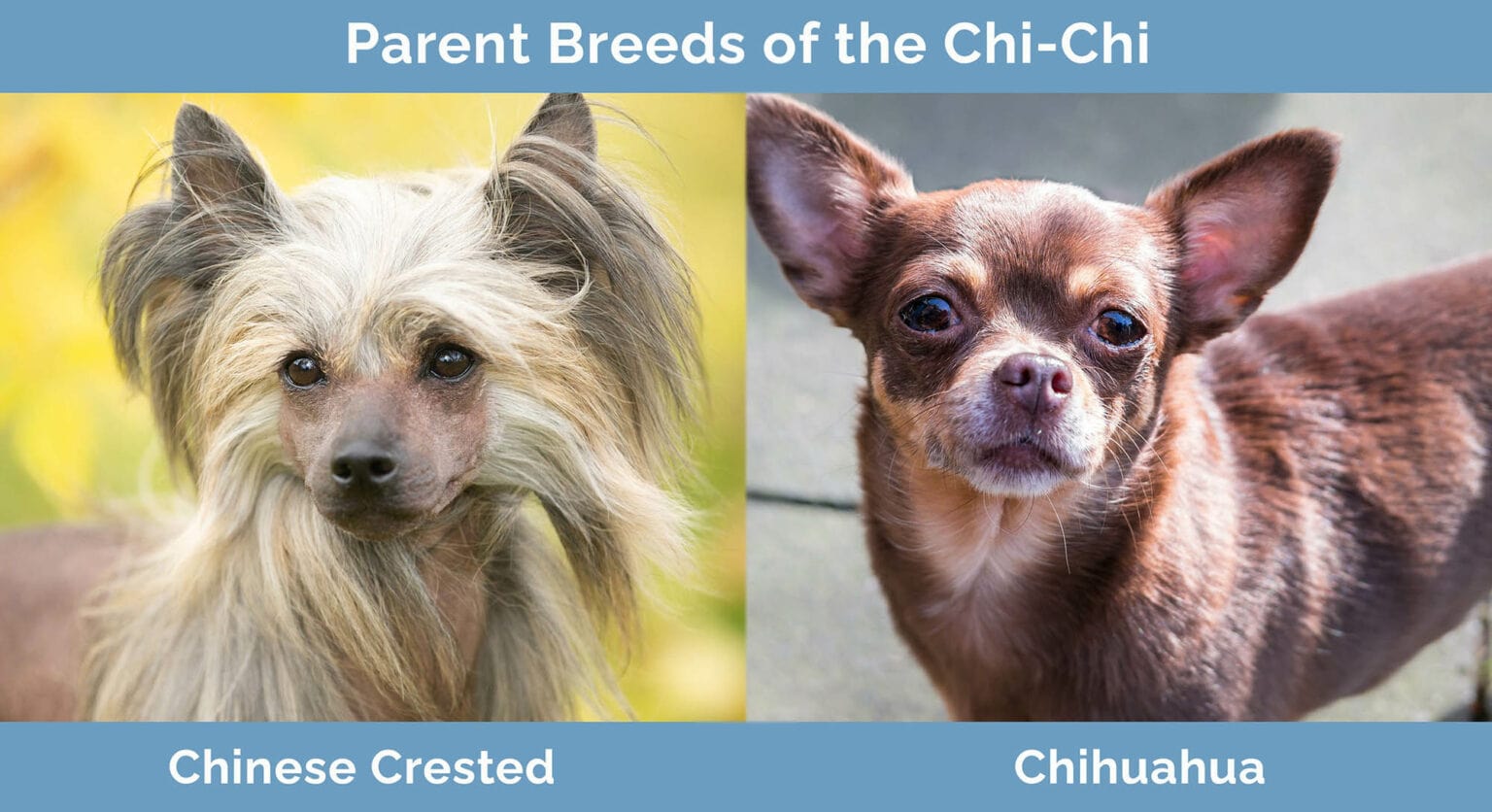 Chi-Chi (Chinese Crested & Chihuahua Mix): Info, Pictures ...