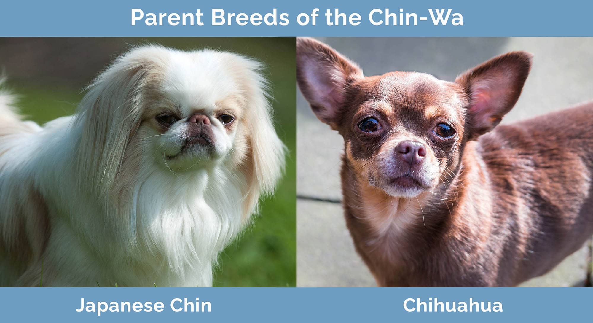 Chin-Wa (Japanese Chin & Chihuahua Mix): Info, Pictures ...