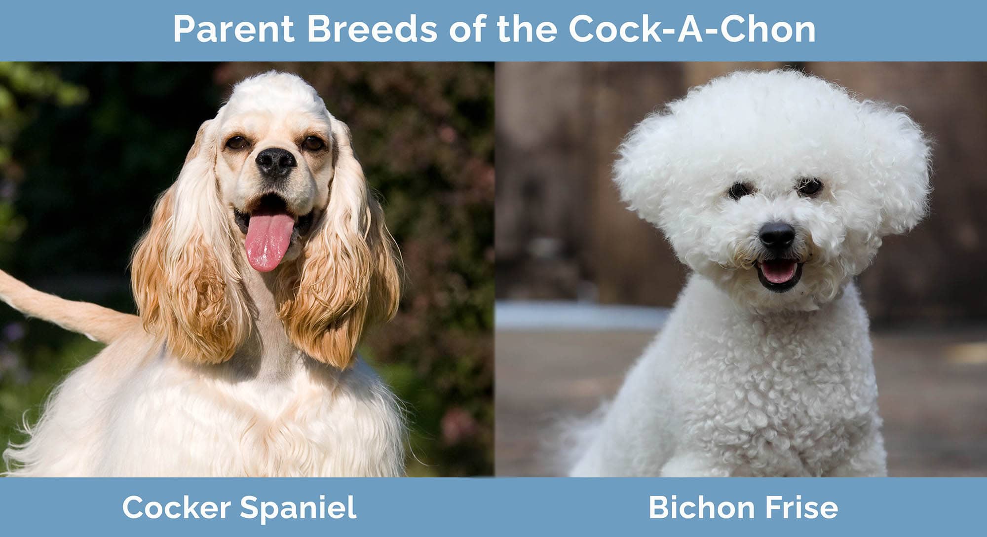 Cock-A-Chon (Cocker Spaniel & Bichon Frise Mix): Info, Pictures, Facts ...