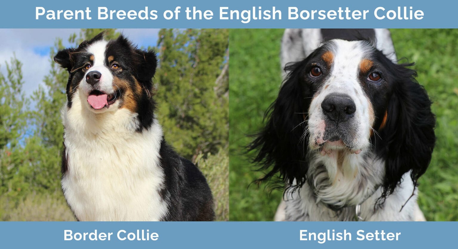 English Borsetter Collie | Mixed Breed Info, Pics, Traits & Facts ...