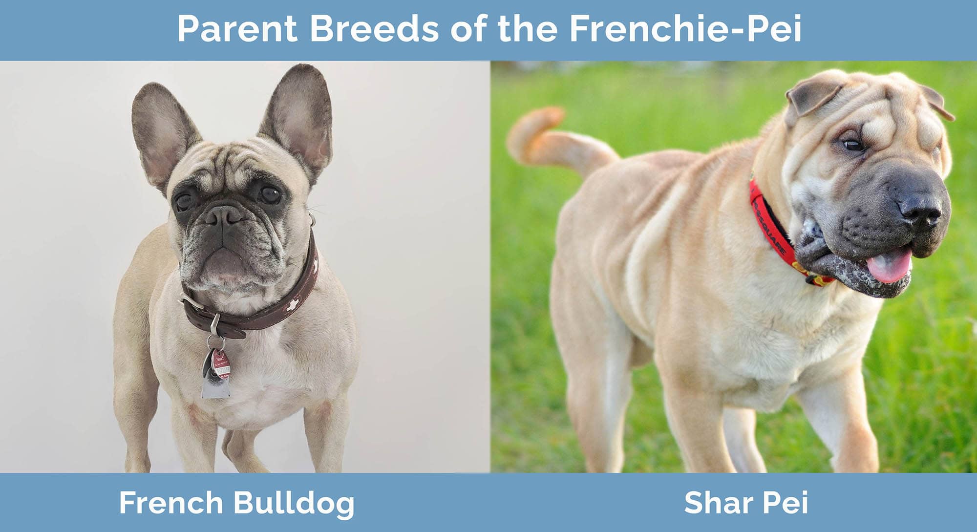 Frenchie-Pei (French Bulldog & Chinese Shar-Pei Mix): Info, Pictures ...