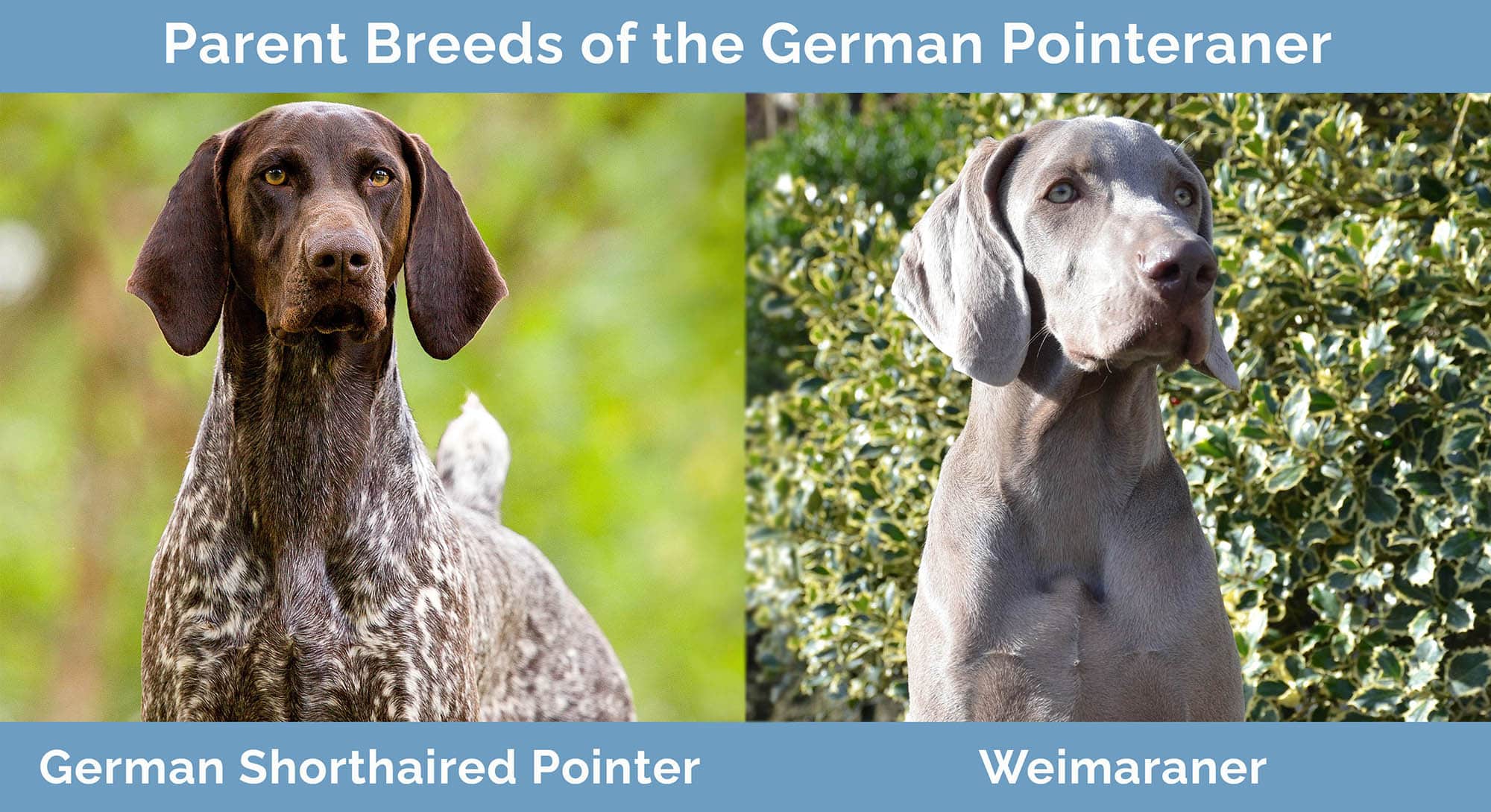 German Pointeraner (German Shorthaired Pointer & Weimaraner Mix): Info ...