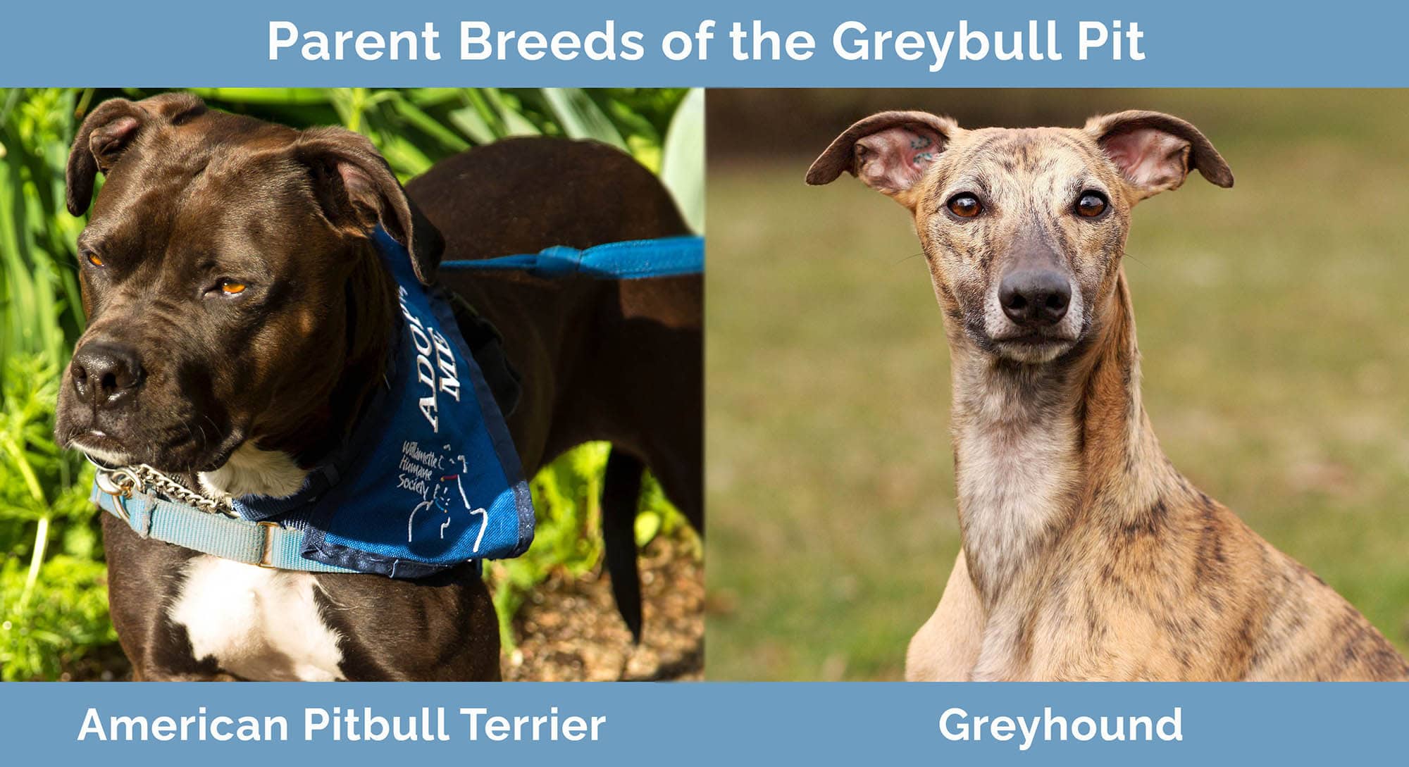 Greybull Pit (American Pitbull Terrier & Greyhound Mix) : Info ...