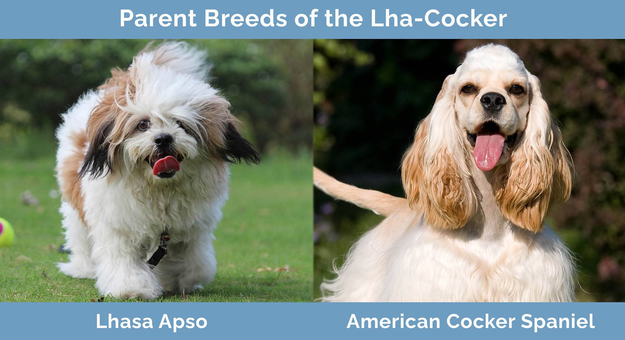 Lha-Cocker (Lhasa Apso & American Cocker Spaniel Mix): Info, Pictures ...