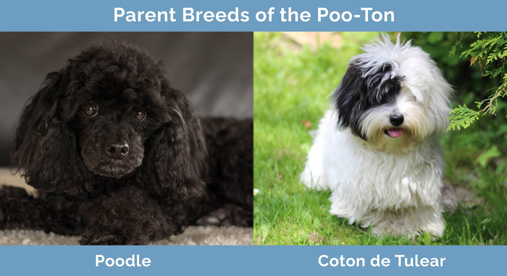 Poo-Ton (Poodle & Coton de Tulear Mix): Info, Pictures, Characteristics ...