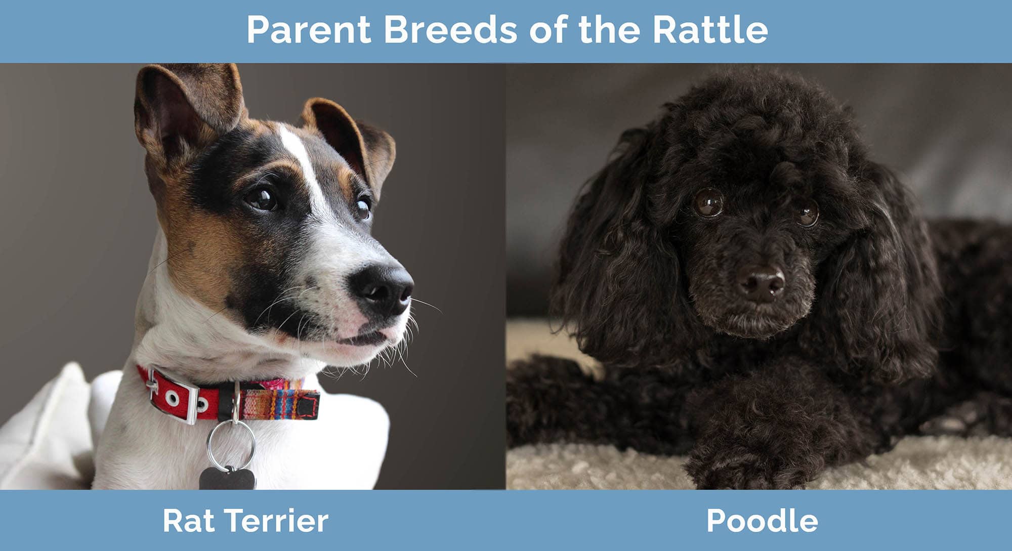 Rattle Poodle And Rat Terrier Mix Info Pictures Characteristics 1261