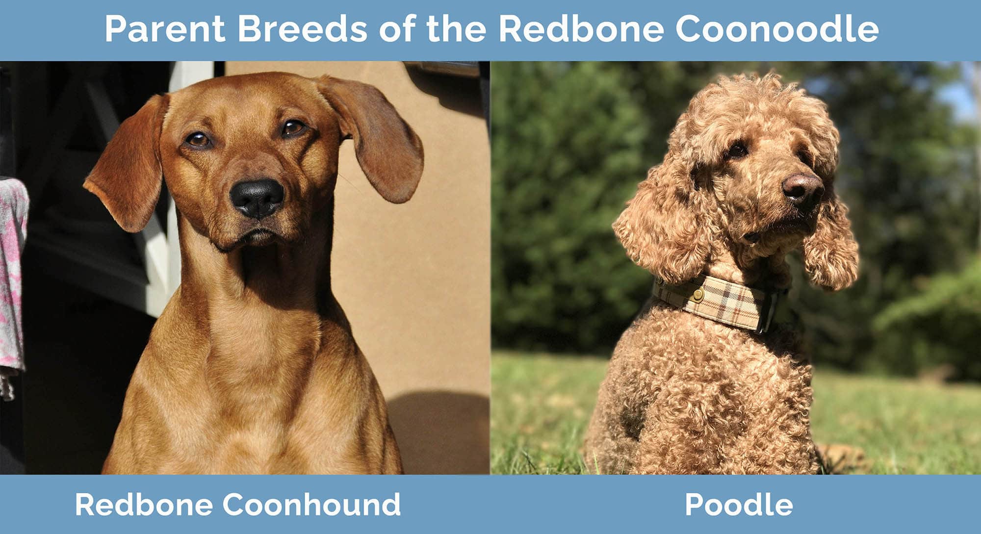 Redbone Coonoodle (Redbone Coonhound & Poodle Mix): Info, Pictures ...