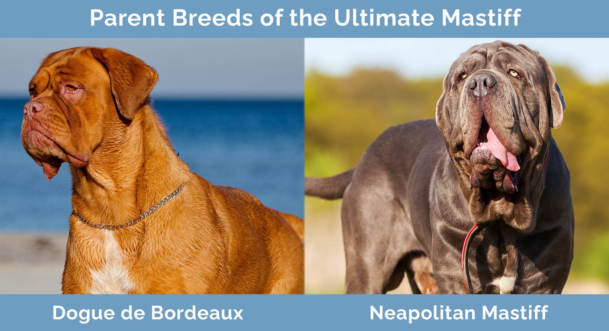 Ultimate Mastiff (Dogue de Bordeaux & Neapolitan Mastiff Mix): Info ...