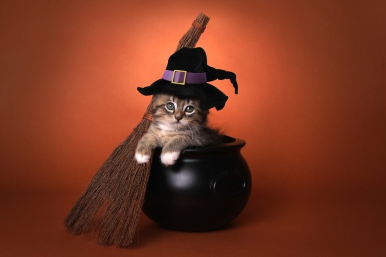 15 DIY Halloween Costumes for Cats To Make Today (With Pictures ...