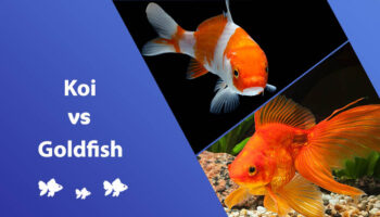 Koi vs Goldfish: Differences, Identification, & Photos | Hepper Pet ...
