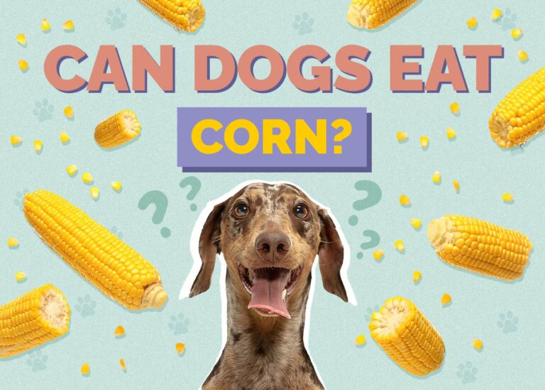 My Dog Ate Corn Cobs! Our Vet Explains What to Do | Hepper Pet Resources