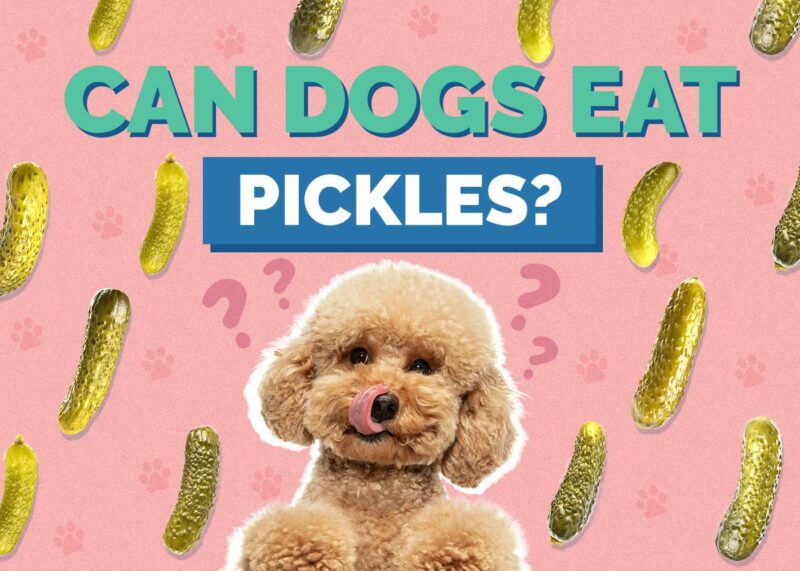 Can Dogs Eat Pickles? Vet Approved Safety Facts & FAQ | Hepper Pet ...