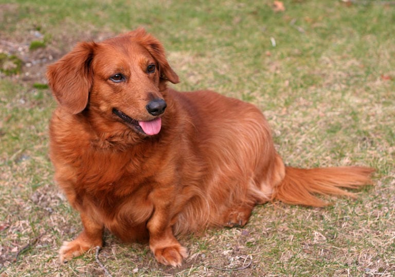 169 Red Dog Names: Fiery Ideas for Ginger Pups | Hepper Pet Resources