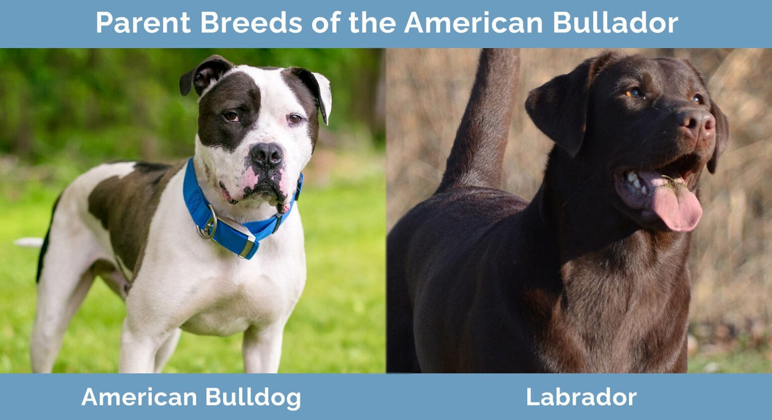 American Bullador (American Bulldog & Labrador Mix): Info, Pictures ...