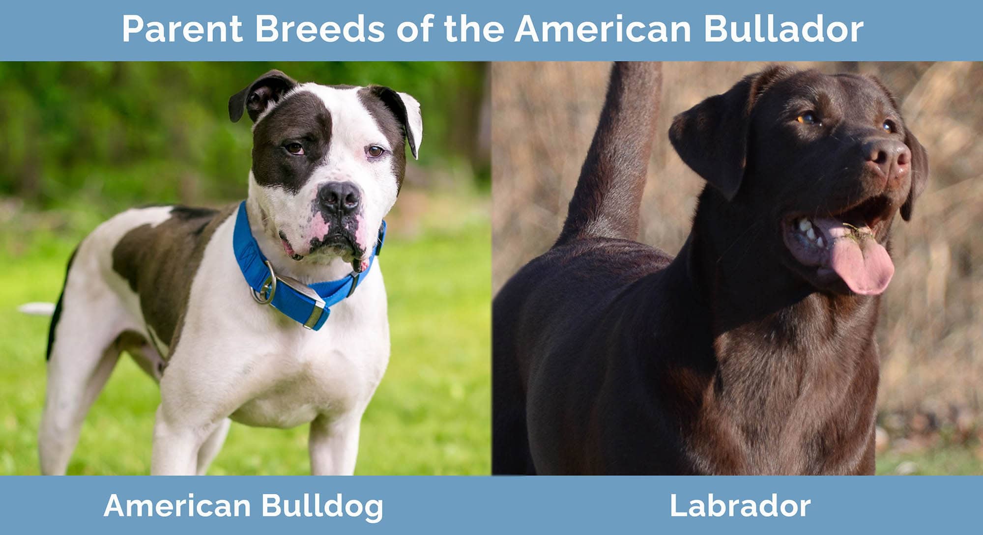 American Bullador (American Bulldog & Labrador Mix): Info, Pictures ...