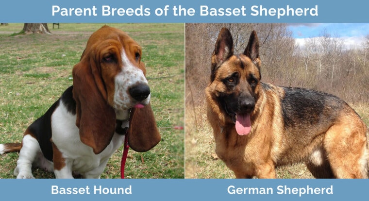 Basset Shepherd (Basset Hound & German Shepherd Mix): Info, Pictures ...
