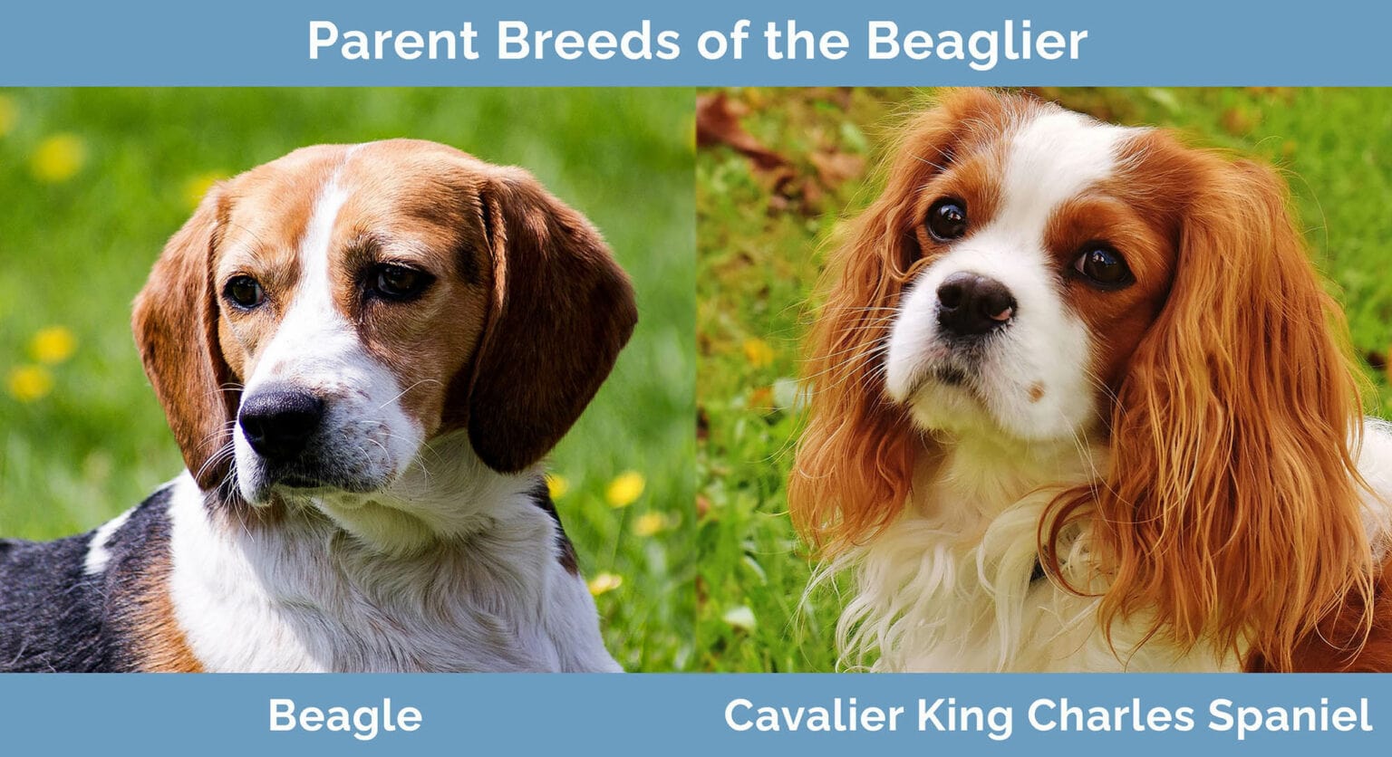 Beaglier (Beagle & Cavalier King Charles Spaniel Mix): Info, Pictures ...