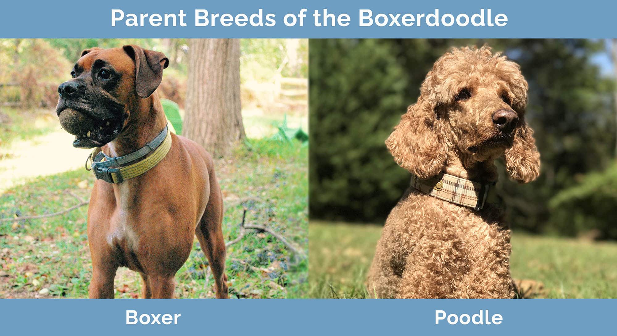 Boxerdoodle (Boxer & Poodle Mix): Info, Pictures, Characteristics ...