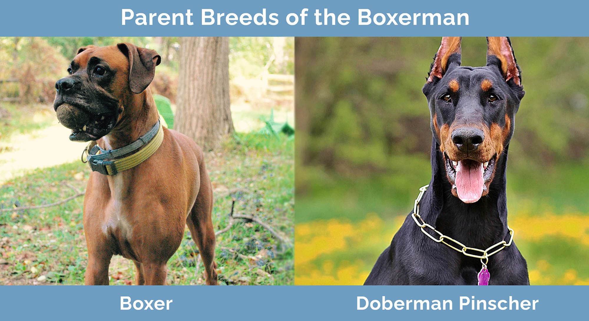 Boxerman (Boxer & Doberman Pinscher Mix): Info, Pictures ...