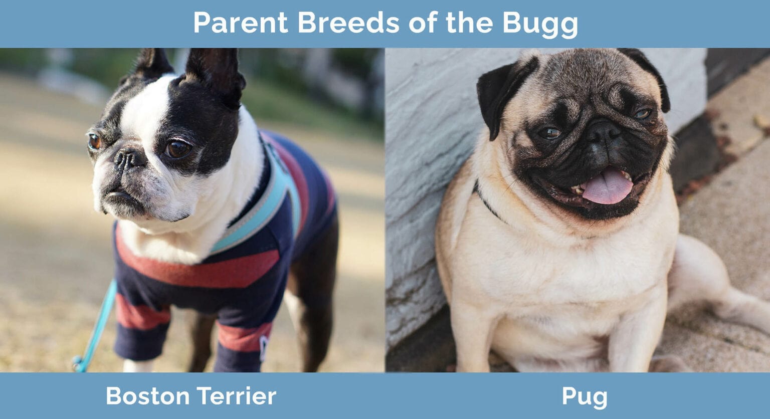 Bugg (Pug & Boston Terrier Mix): Info, Pictures, Characteristics ...