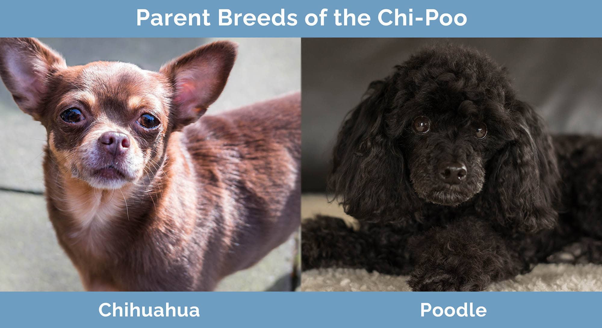 Chi-Poo (Chihuahua & Poodle Mix): Info, Pictures, Characteristics ...