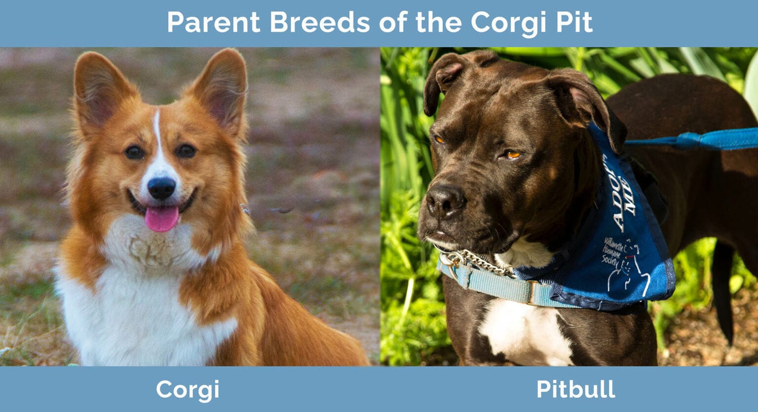 Corgi Pit (Pitbull & Corgi Mix): Info, Pictures, Characteristics ...