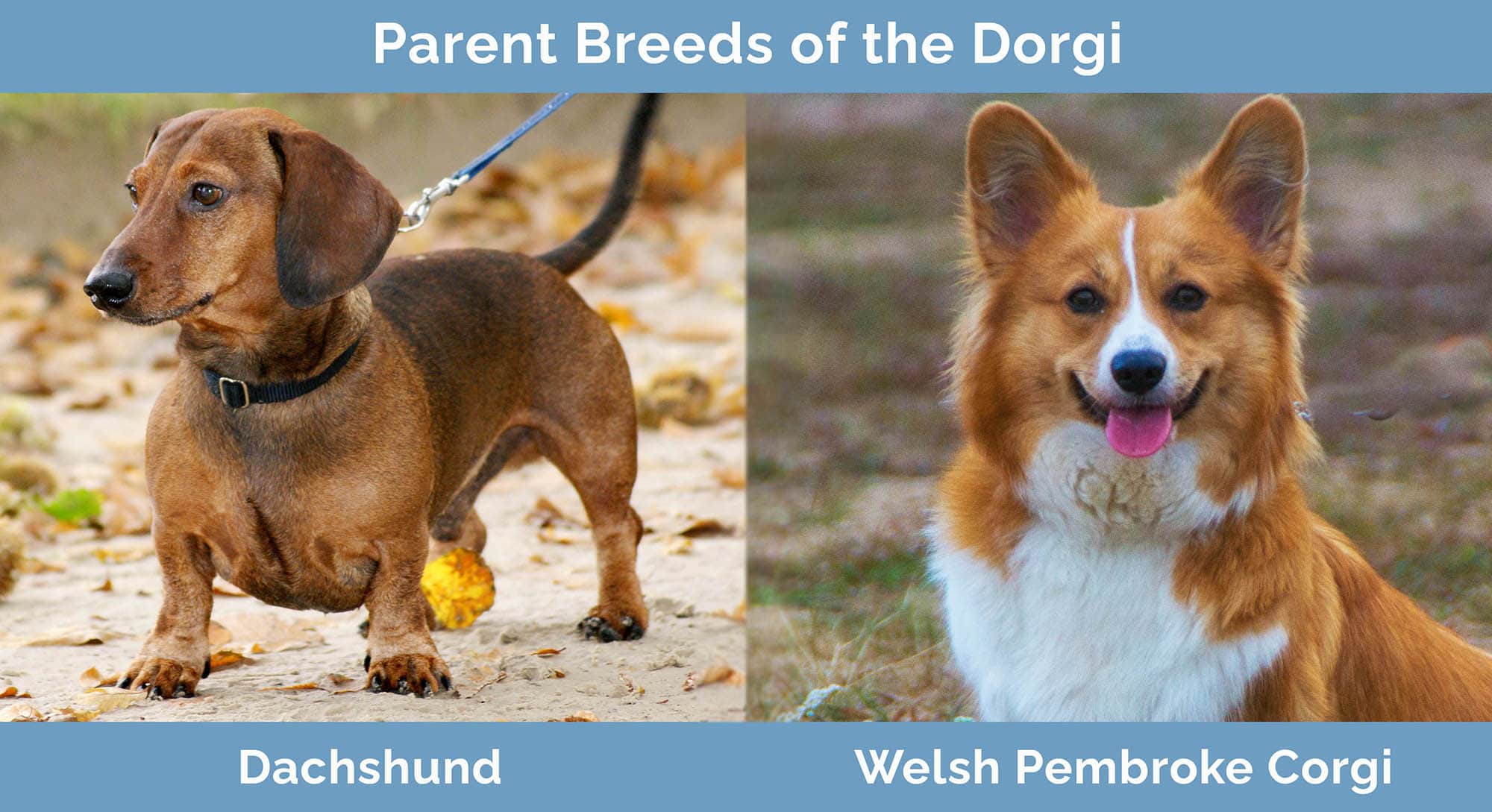 Dorgi (Dachshund & Pembroke Welsh Corgi Mix): Info, Pictures ...