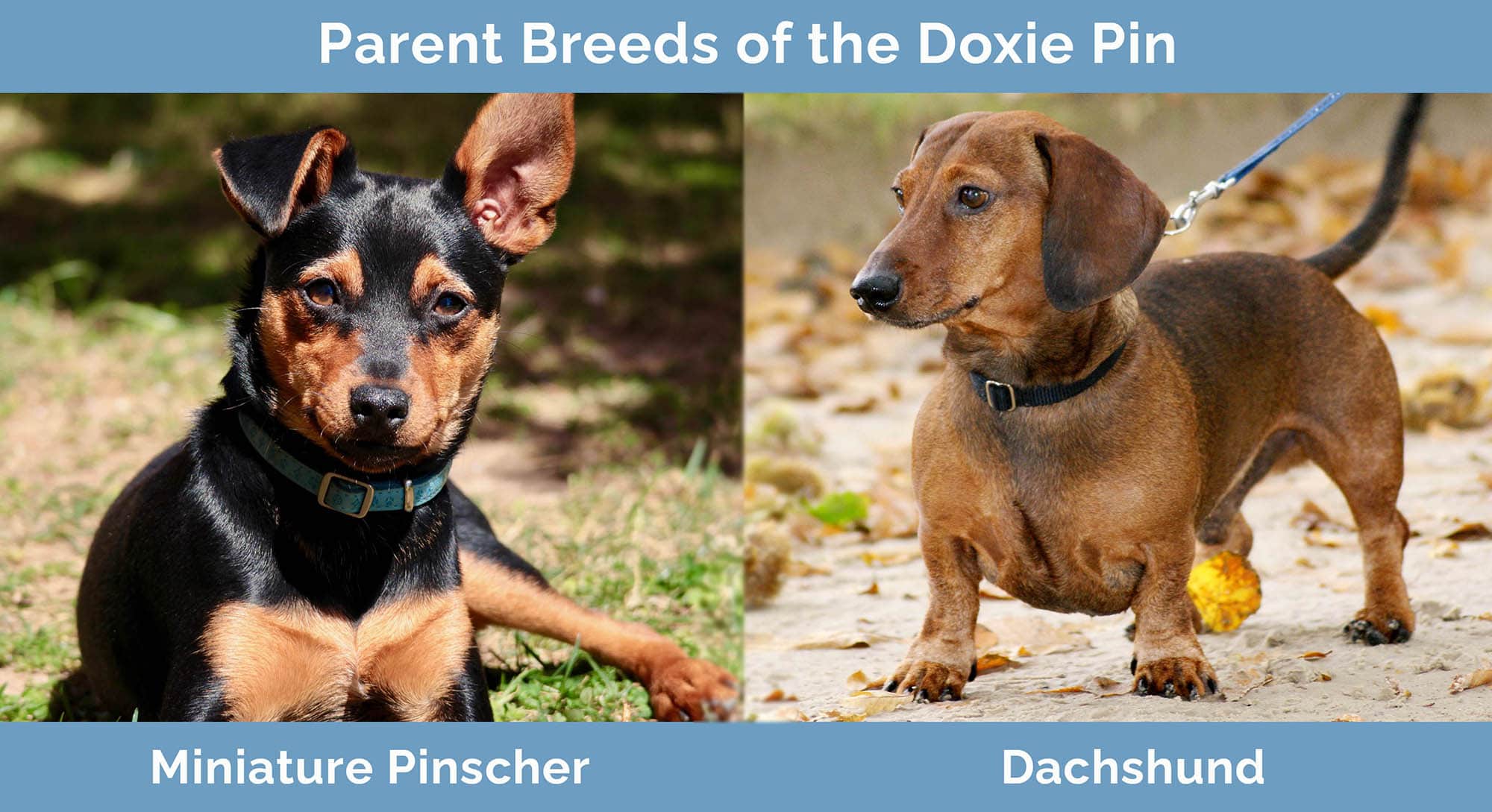 Doxie Pin (Miniature Pinscher & Dachshund Mix): Info, Pictures ...