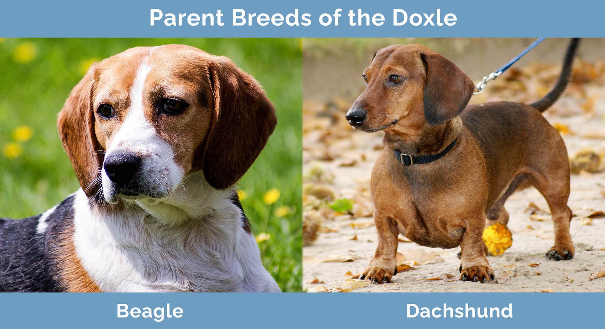 Beagle & Dachshund Mix (Doxle): Info, Pictures, Characteristics & Facts ...