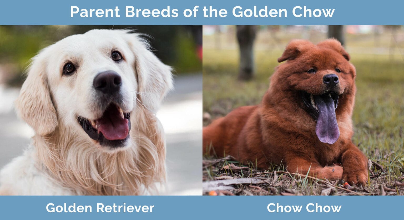 Golden Chow (Golden Retriever & Chow Chow Mix): Info, Pictures ...