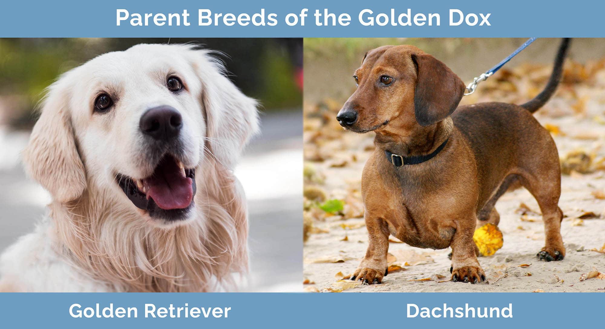 Golden Dox (Golden Retriever & Dachshund Mix): Info, Pictures, Care ...
