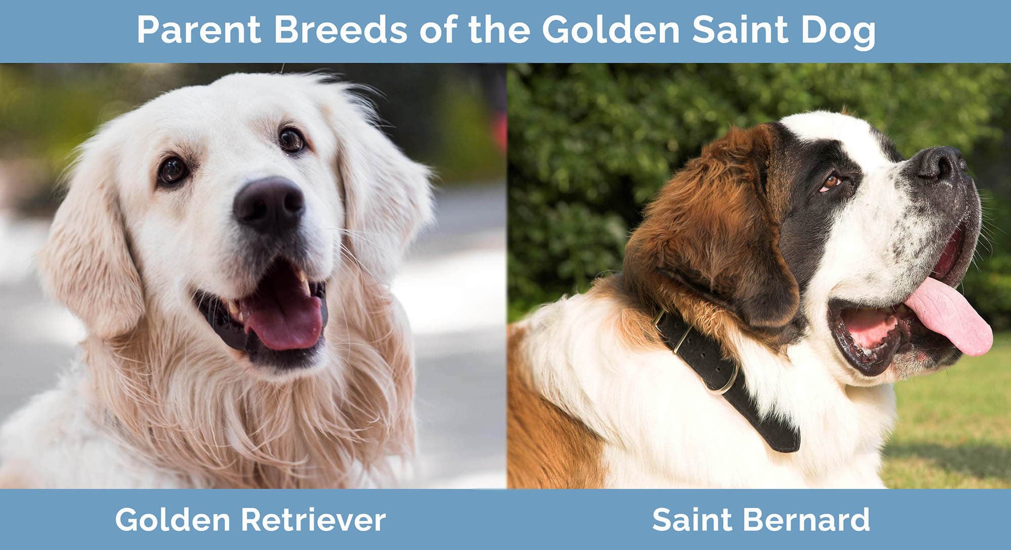 Golden Saint Dog (Golden Retriever & Saint Bernard Mix): Info, Pictures ...