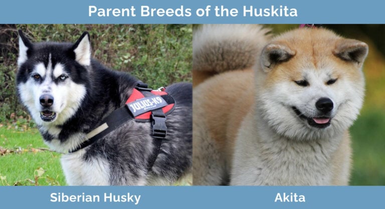 Huskita (Siberian Husky & Akita Mix): Info, Pictures, Characteristics ...
