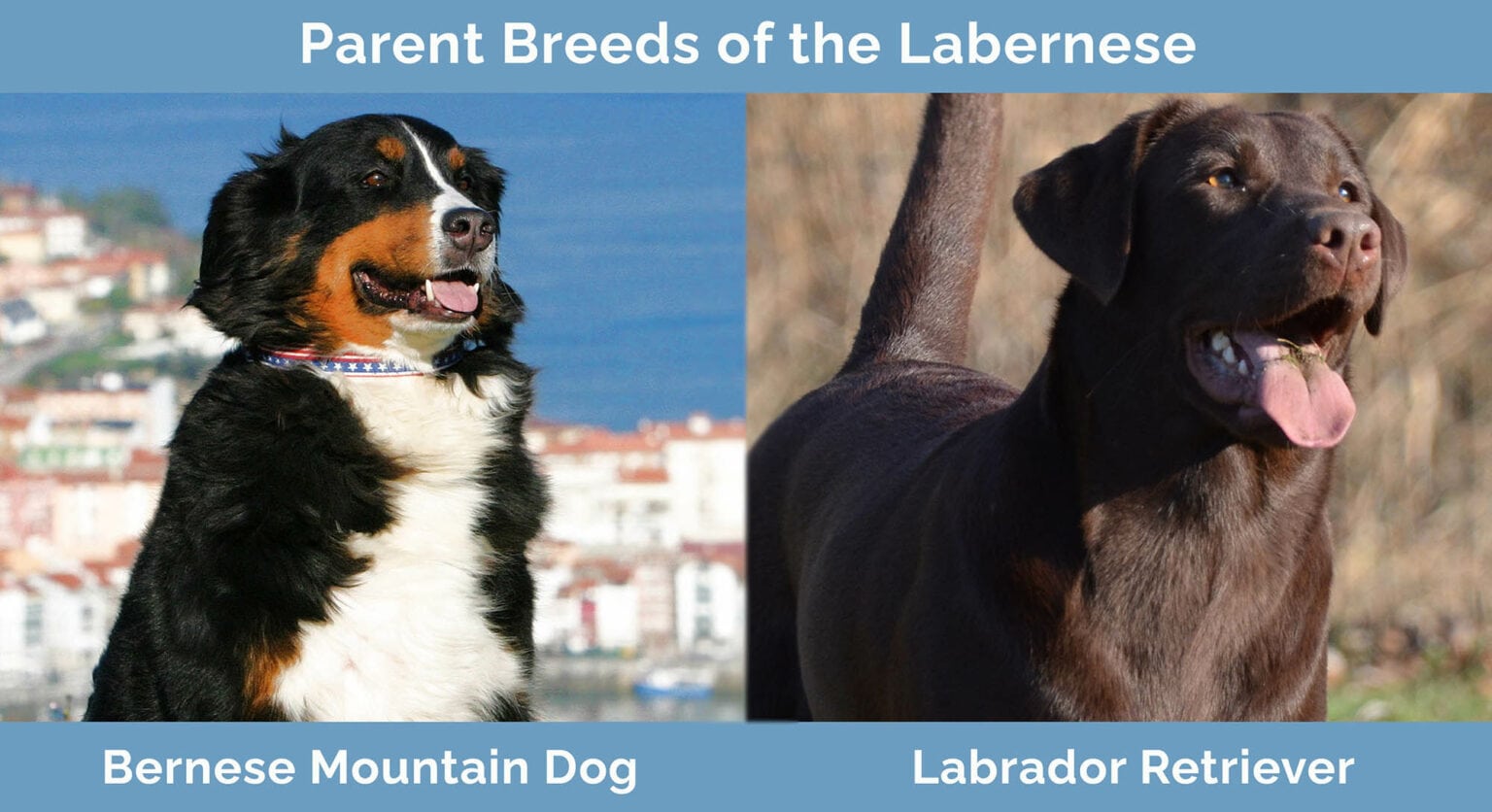 Labernese (Bernese Mountain Dog & Labrador Mix): Info, Pictures ...