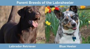 Labraheeler (Labrador Retriever & Blue Heeler Mix): Info, Pictures ...