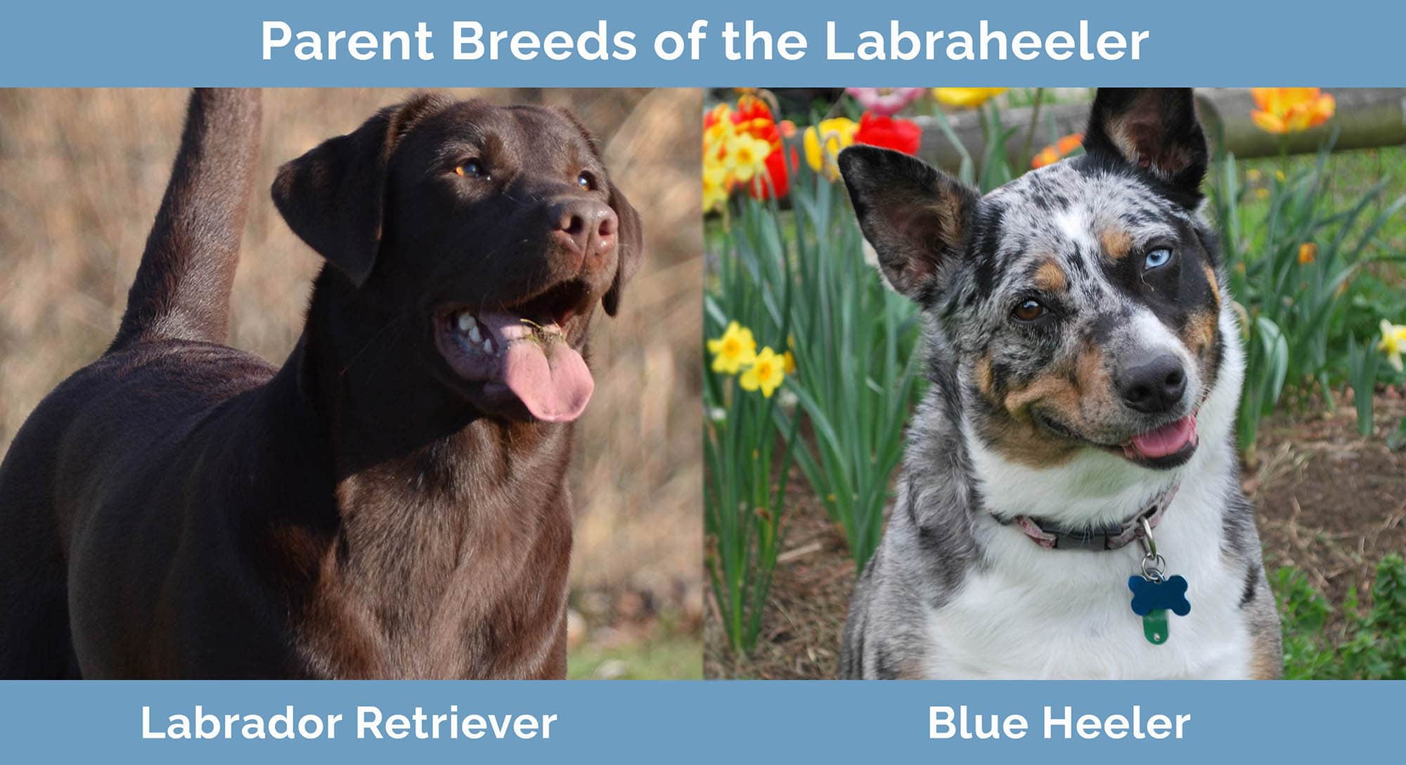 Labraheeler (Labrador Retriever & Blue Heeler Mix): Info, Pictures ...