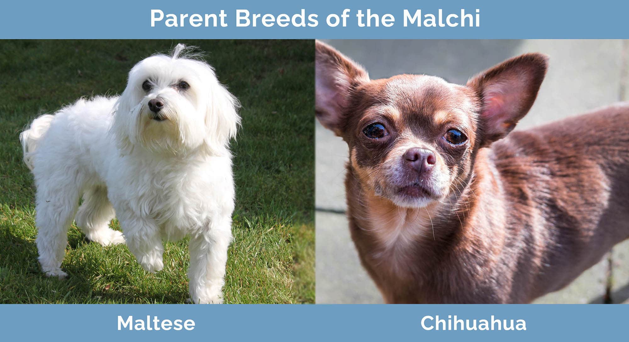 Malchi (Maltese & Chihuahua Mix): Info, Pictures, Characteristics ...