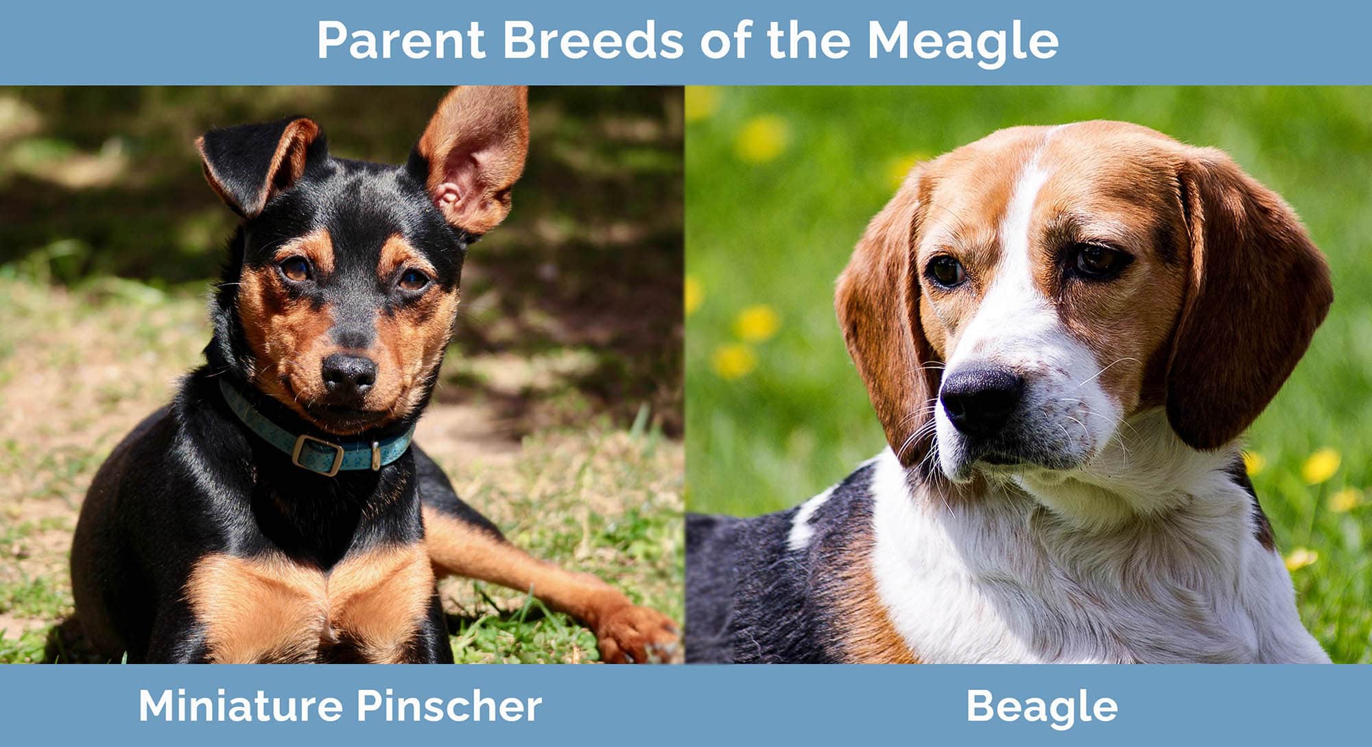 Meagle (Miniature Pinscher & Beagle Mix): Info, Pictures ...