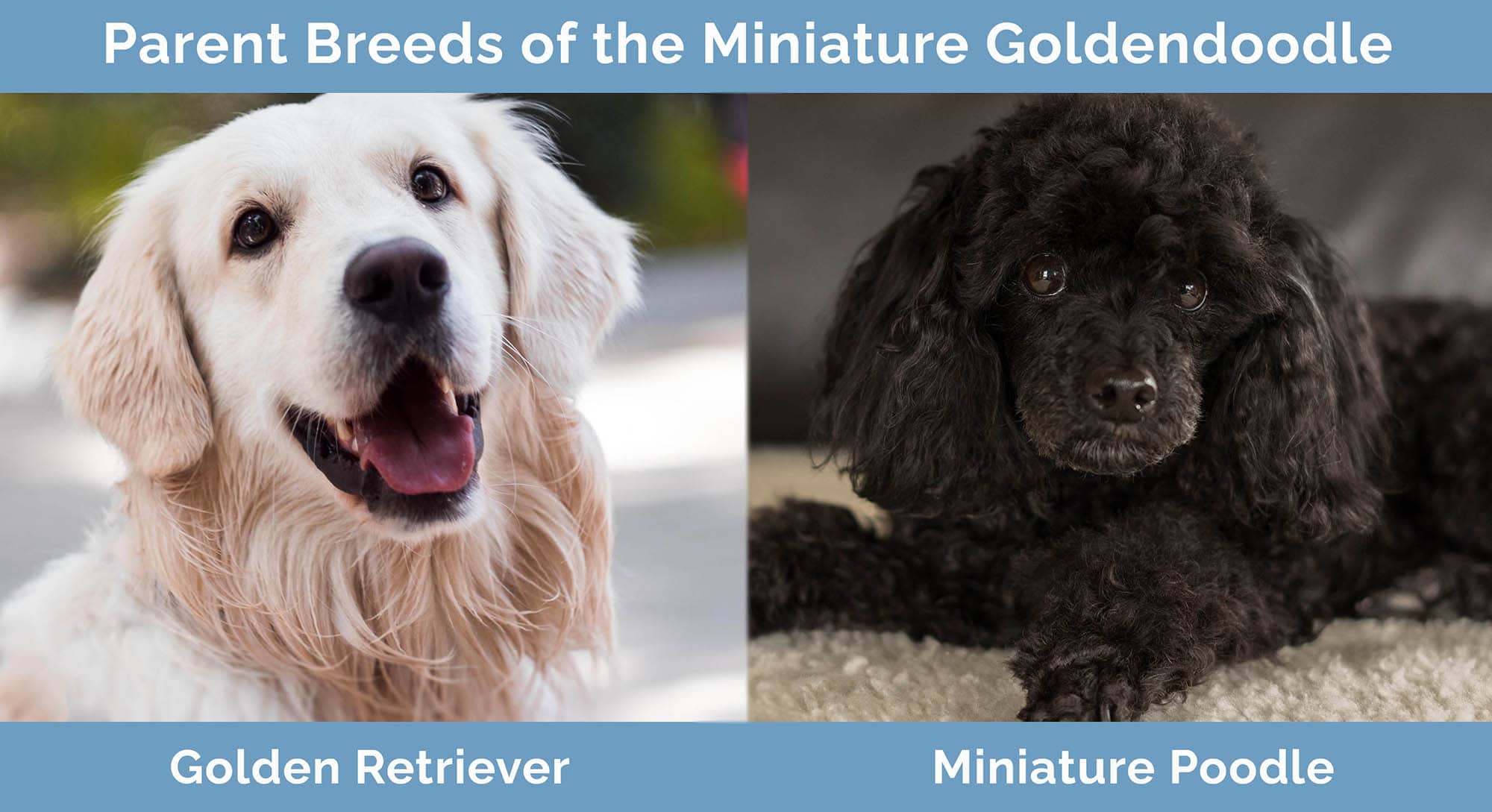 Miniature Goldendoodle (Golden Retriever & Mini Poodle Mix): Info ...